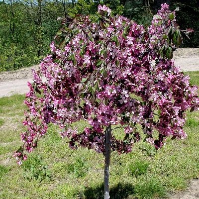 Ruby Tears Crabapple