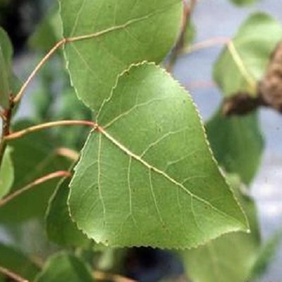 Shade/Ornamental Trees