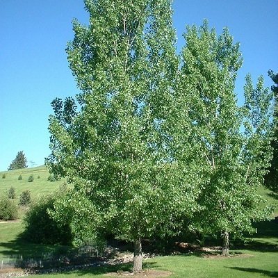 Siouxland Poplar