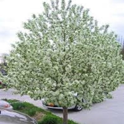 Starlite Crabapple