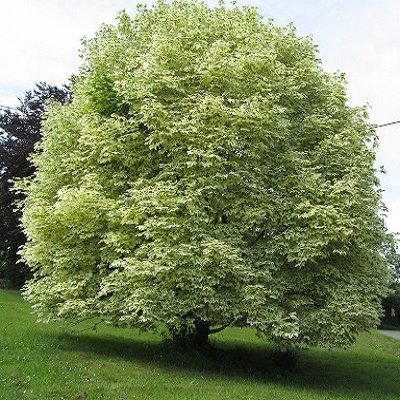 Variegated Norway Maple