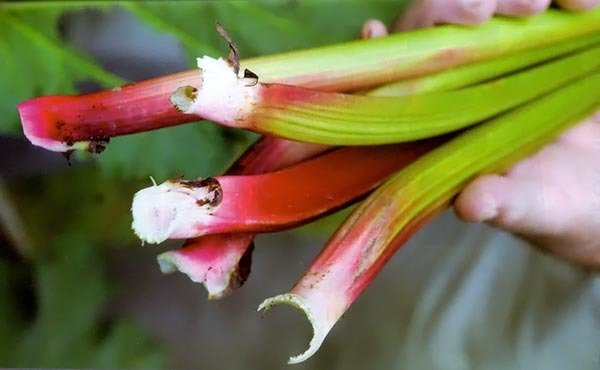 Victoria Rhubarb