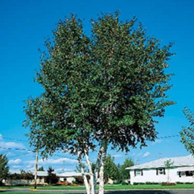 Whitespire Birch