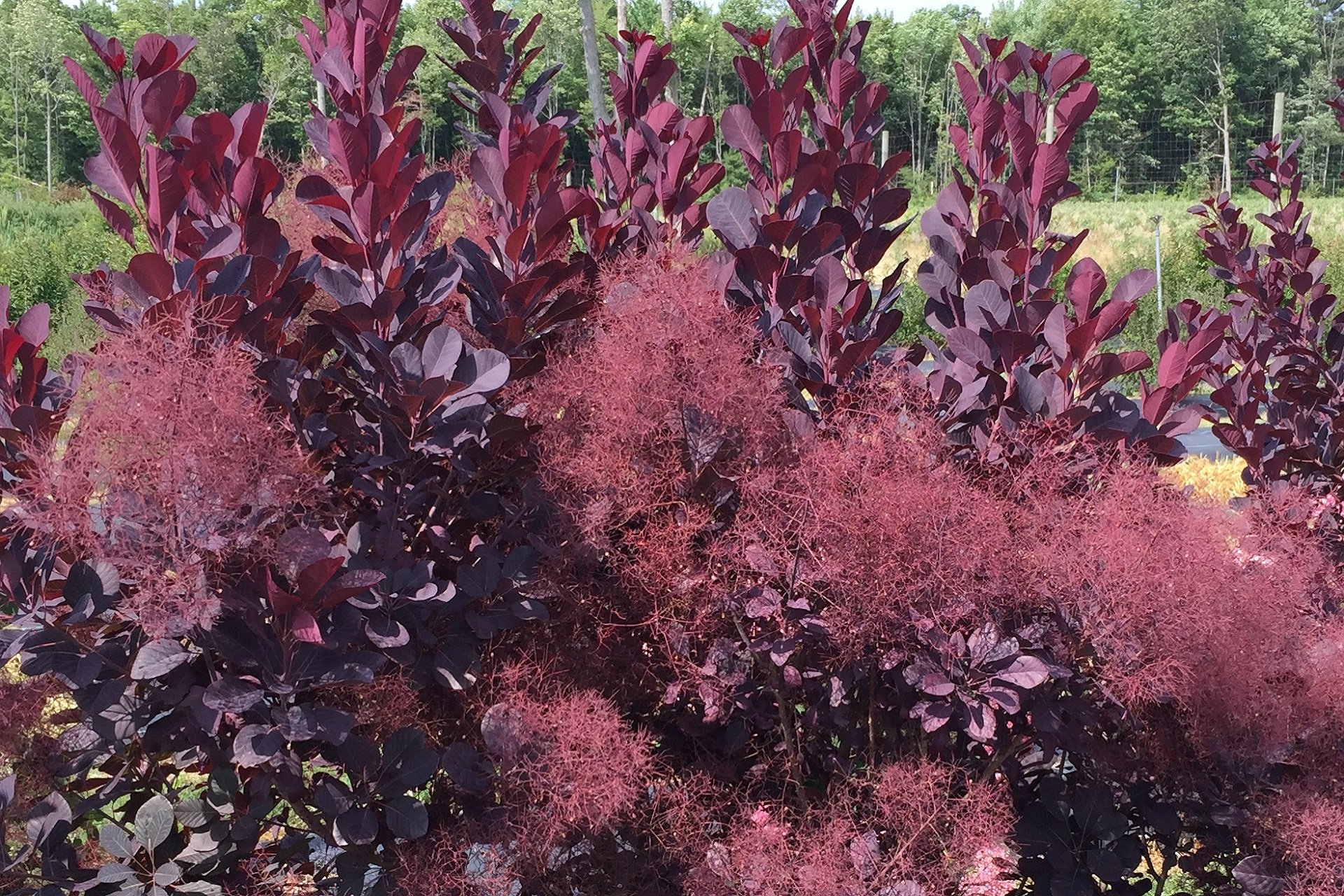 Winecraft Black Smokebush
