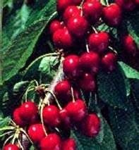 Fruit