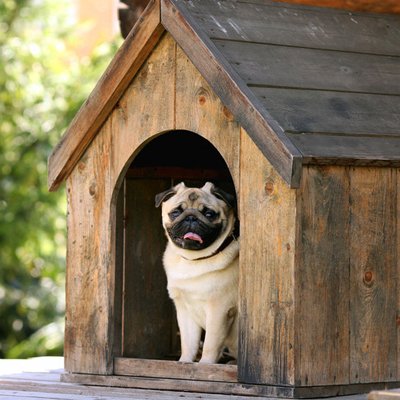Boarding Kennels | Rowan House Boarding Kennels