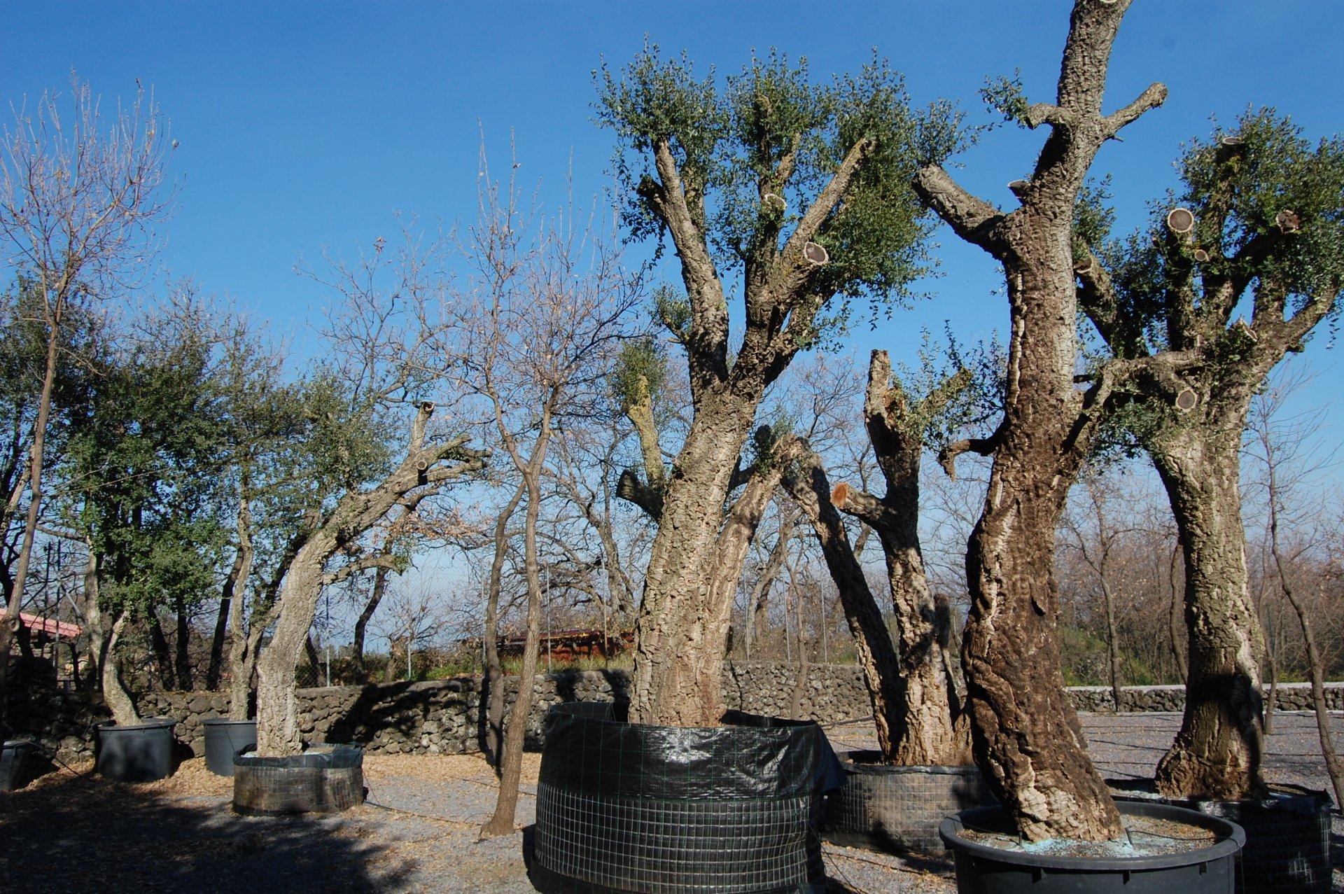 Alberi secolari e da frutto - Pedara (Catania) - Vivai Mazzaglia