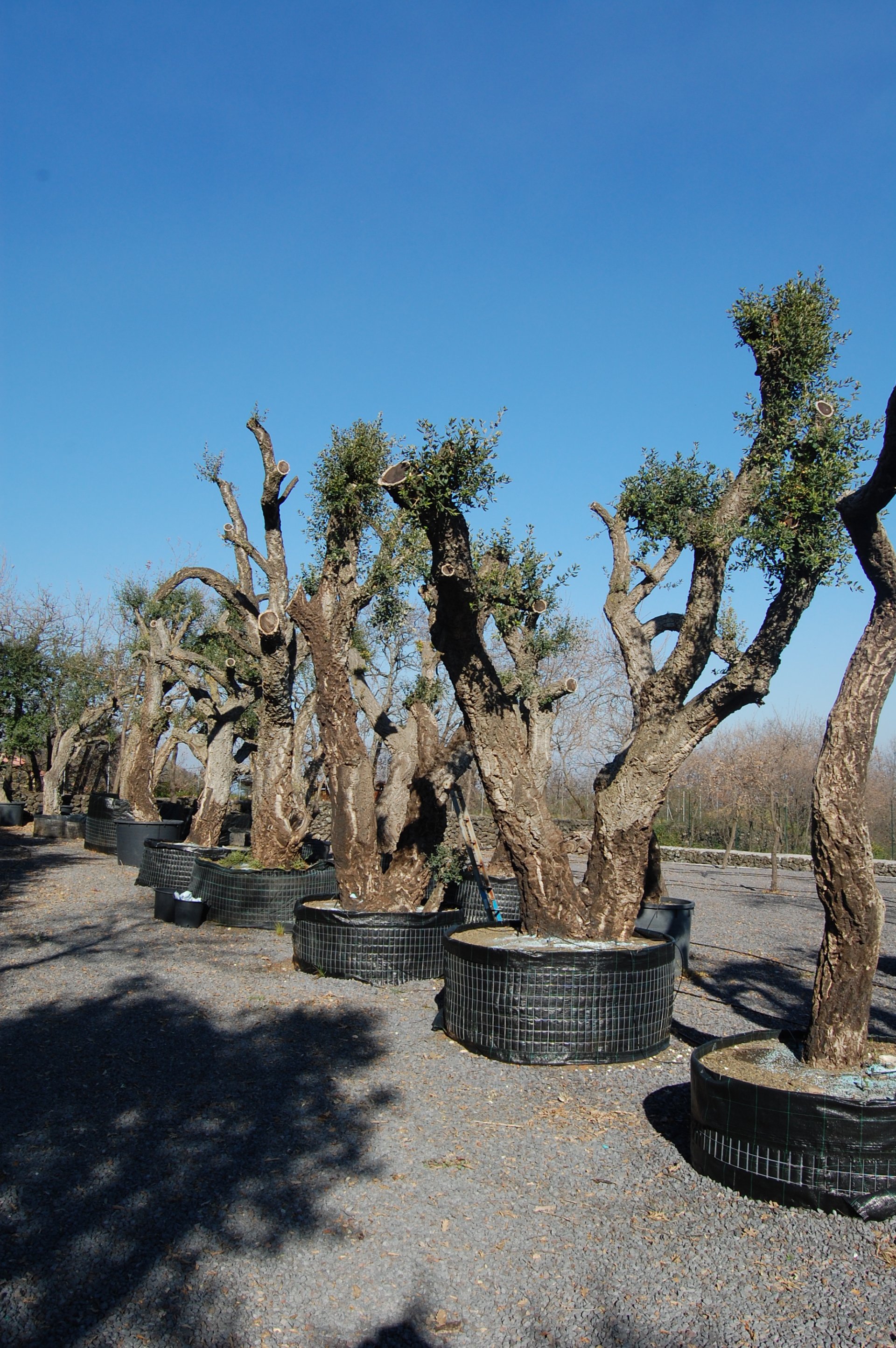 produzione alberi secolari e da frutto - Pedara (Catania) - Vivai Mazzaglia