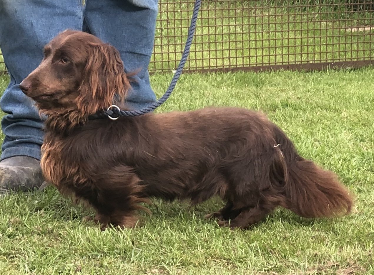 Jumbana Dogs - Breeders of Cocker Spaniels & Dachshunds