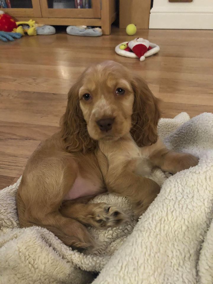 Jumbana Dogs - Breeders of Cocker Spaniels & Dachshunds