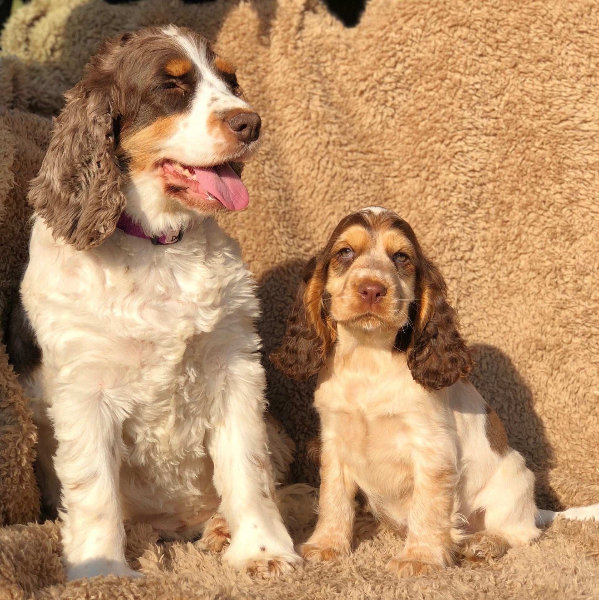 Jumbana Dogs - Breeders of Cocker Spaniels & Dachshunds