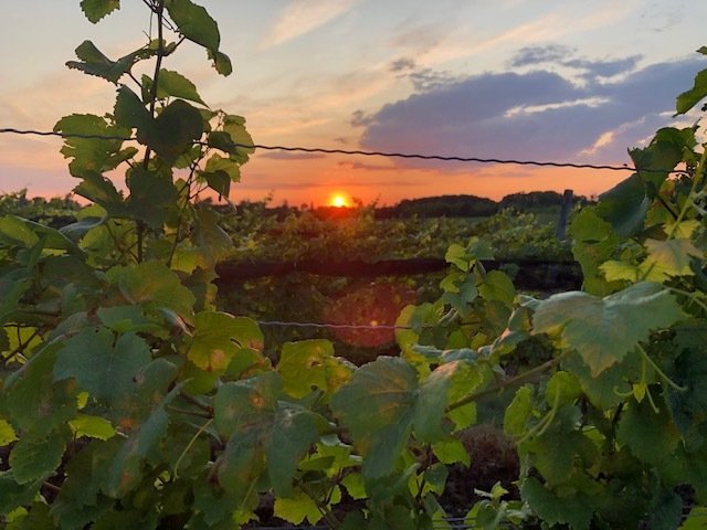 Home Page [www.ridgeroadwinery.ca]