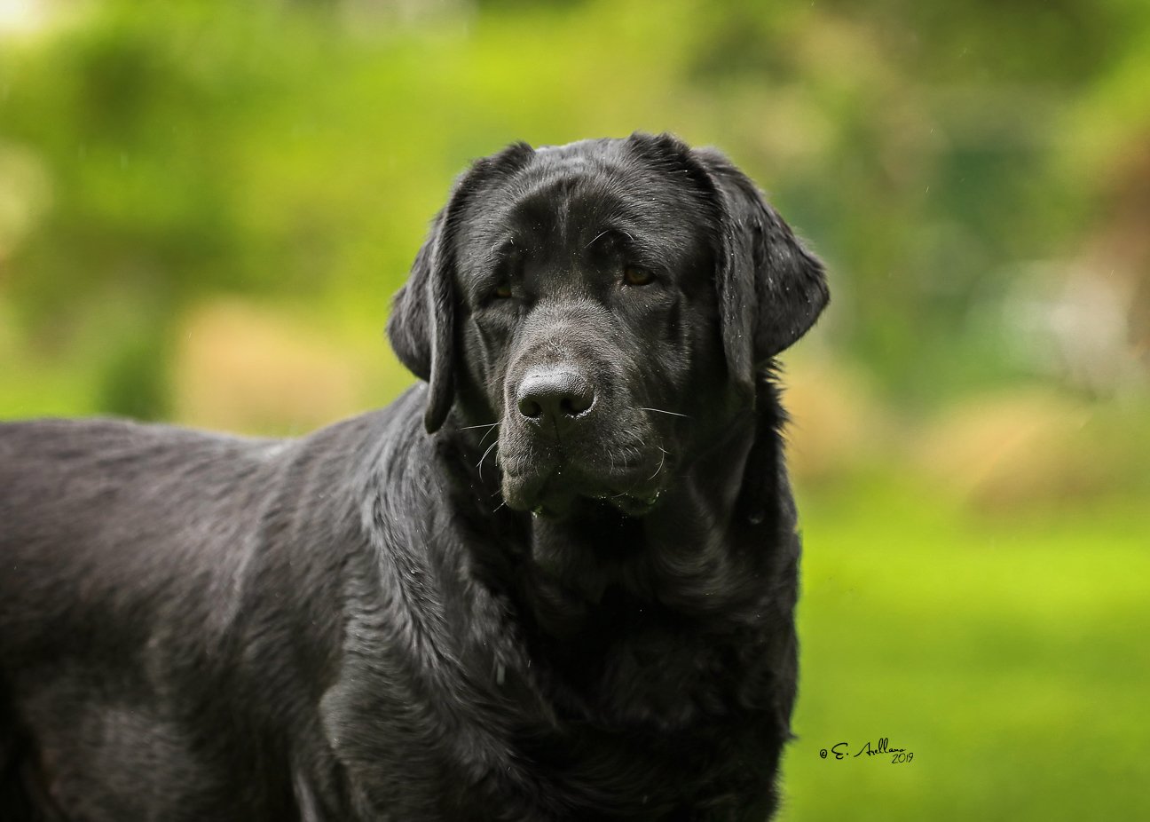 The Labrador Network | Your Resource for All Things Labrador