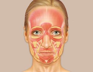 Facial Aging Process