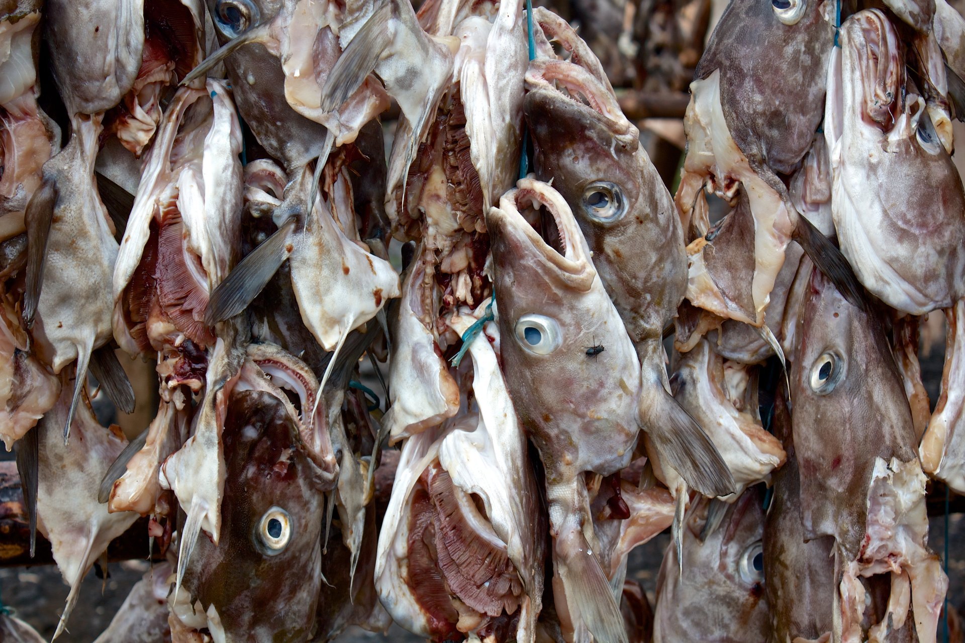 Weird and wonderful food in Iceland