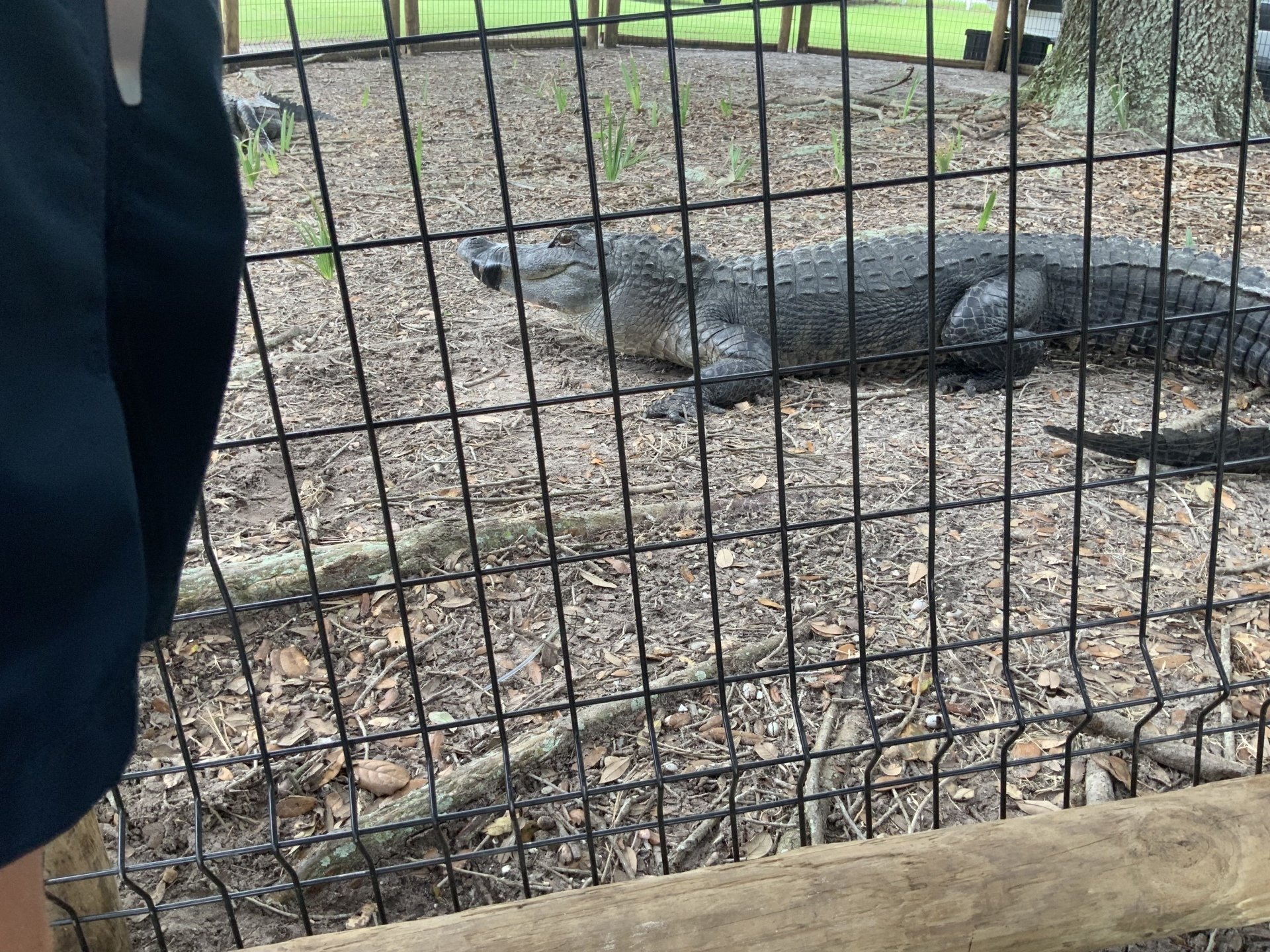 Exotic Animal encounter| Action Promos and Events