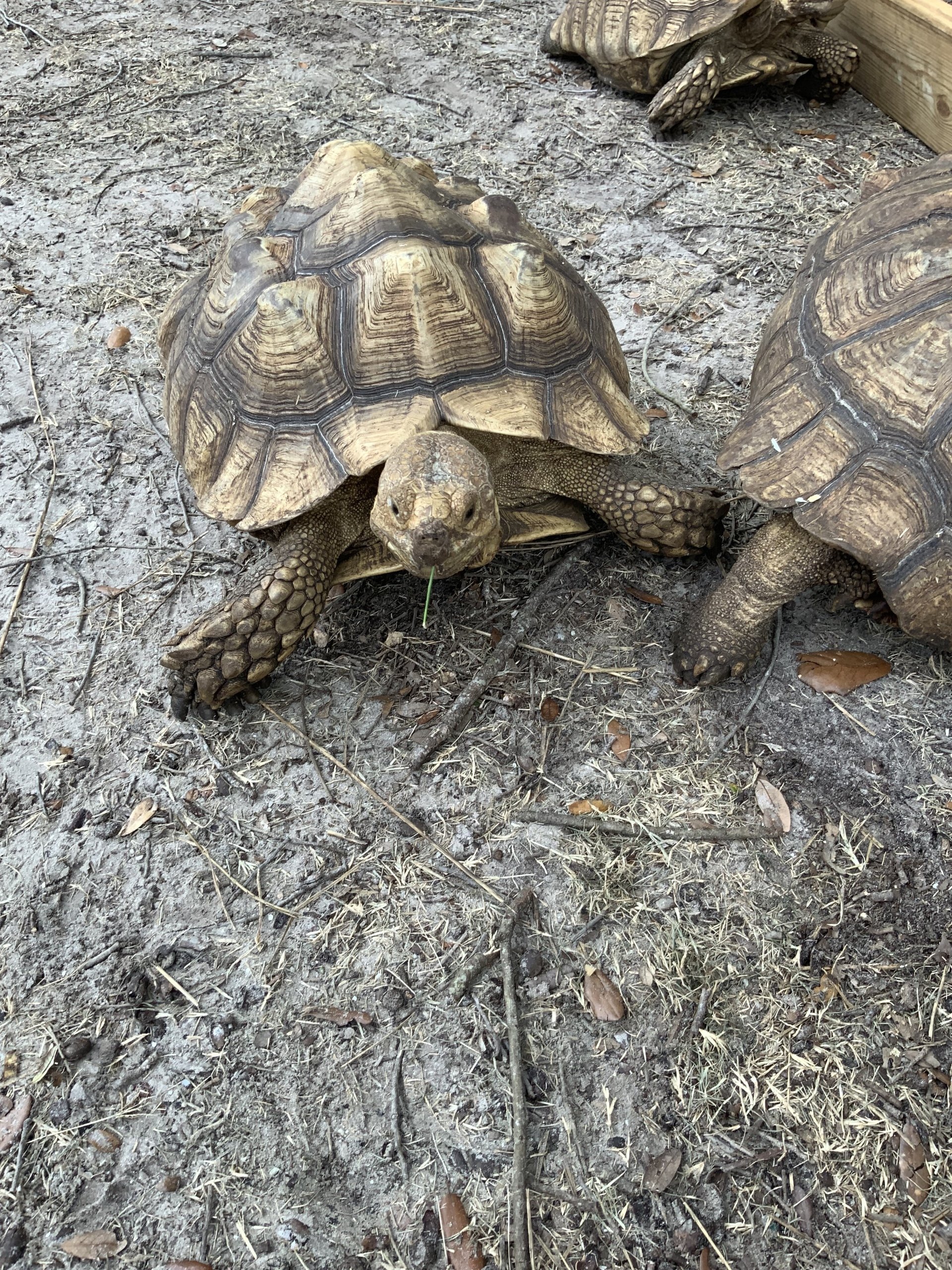 Exotic Animal encounter| Action Promos and Events