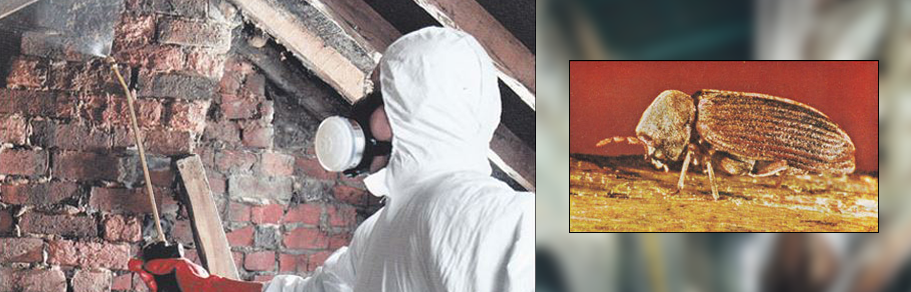 Woodworm Treatment Services | Meadow Wood Preservation