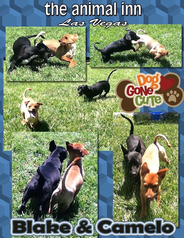 Happy Pets | Las Vegas Strip, NV | The Animal Inn