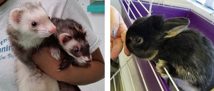 Local Pet Boarding | Las Vegas, NV | The Animal Inn