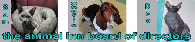 Local Pet Boarding | Las Vegas, NV | The Animal Inn