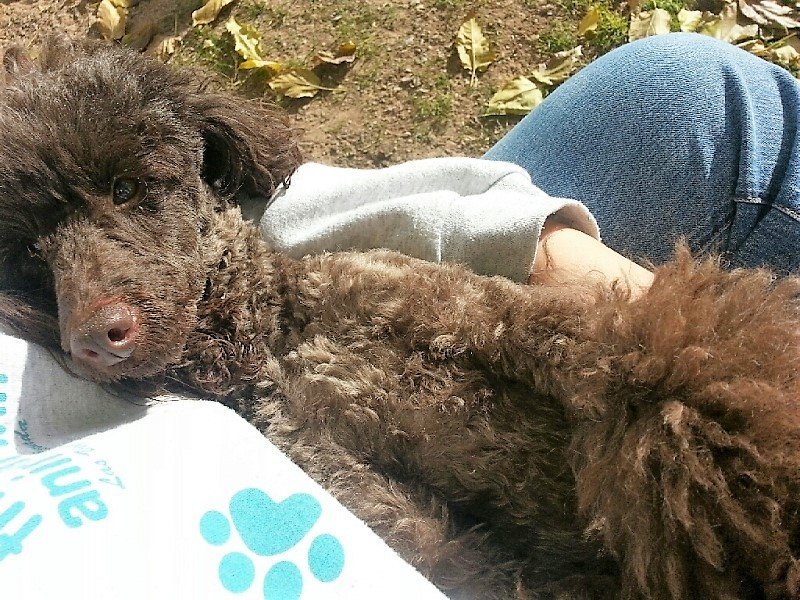 Local Pet Hotel | Las Vegas Strip, NV | The Animal Inn