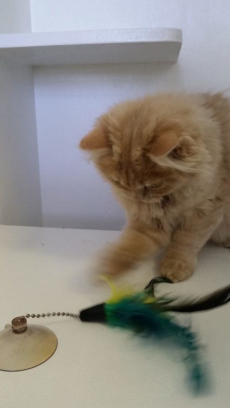 Happy Pets | Las Vegas Strip, NV | The Animal Inn