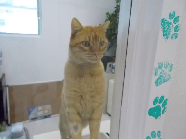 Happy Pets | Las Vegas Strip, NV | The Animal Inn