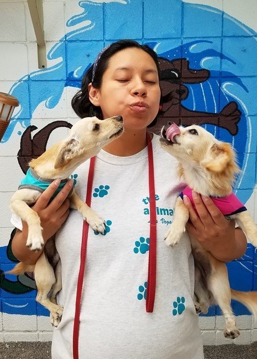 Local Pet Hotel | Las Vegas Strip, NV | The Animal Inn