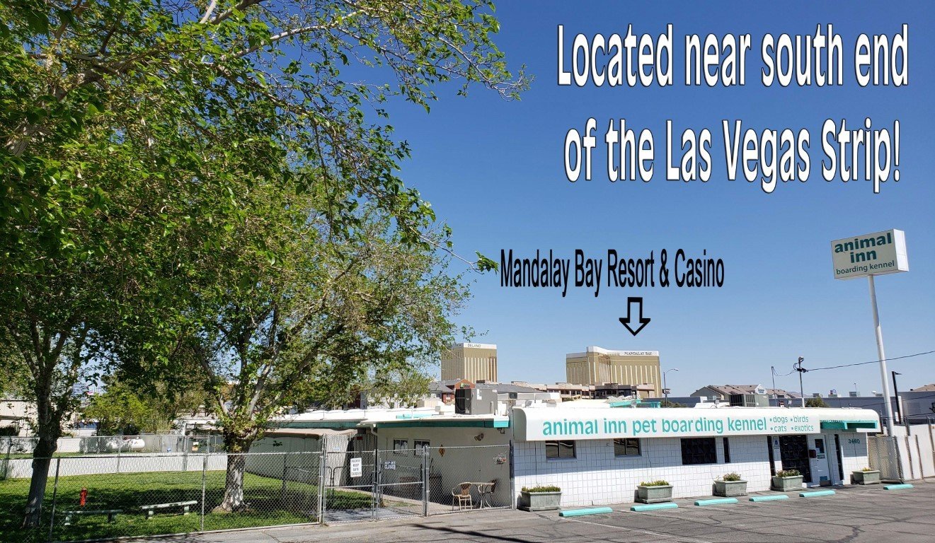 Local Pet Boarding | Las Vegas, NV | The Animal Inn