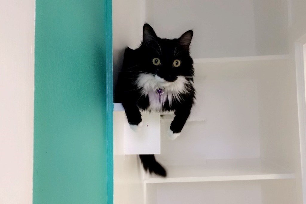 Happy Pets | Las Vegas Strip, NV | The Animal Inn