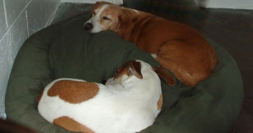 Local Pet Hotel | Las Vegas Strip, NV | The Animal Inn