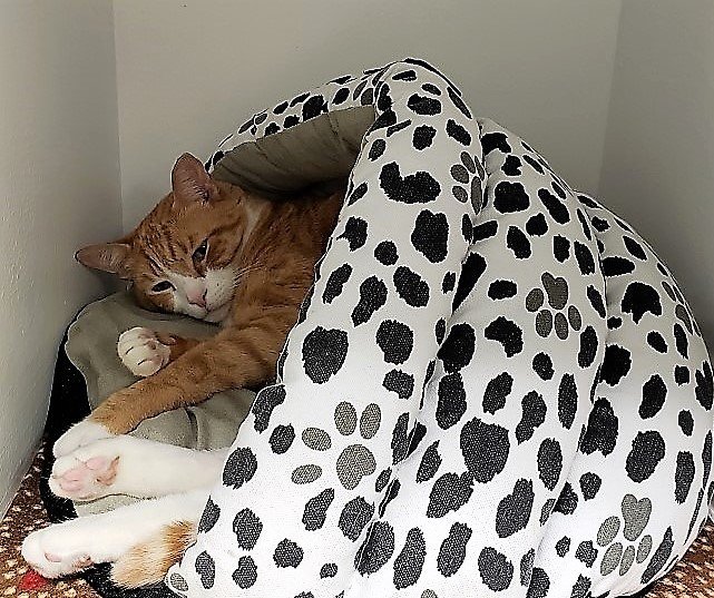 Happy Pets | Las Vegas Strip, NV | The Animal Inn