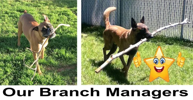 Local Pet Boarding | Las Vegas, NV | The Animal Inn