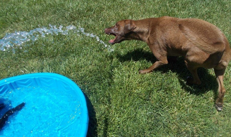 Happy Pets | Las Vegas Strip, NV | The Animal Inn