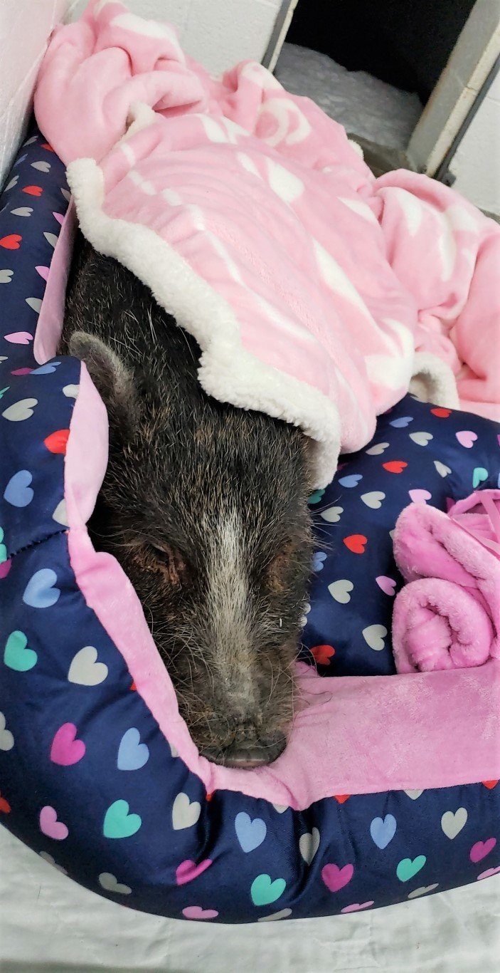 Happy Pets | Las Vegas Strip, NV | The Animal Inn