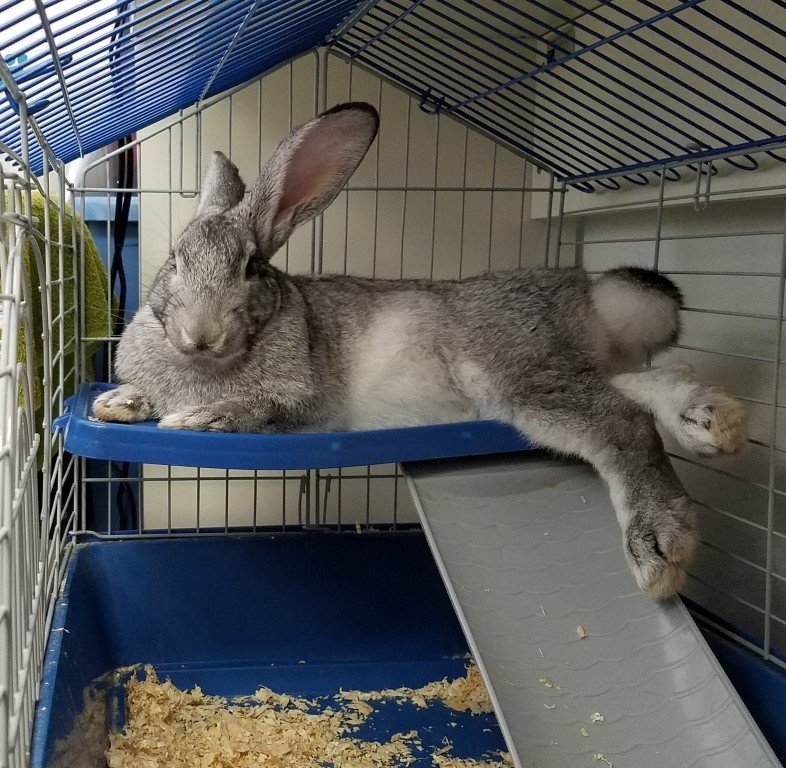 Happy Pets | Las Vegas Strip, NV | The Animal Inn