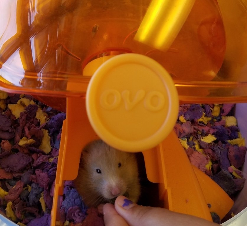 Happy Pets | Las Vegas Strip, NV | The Animal Inn