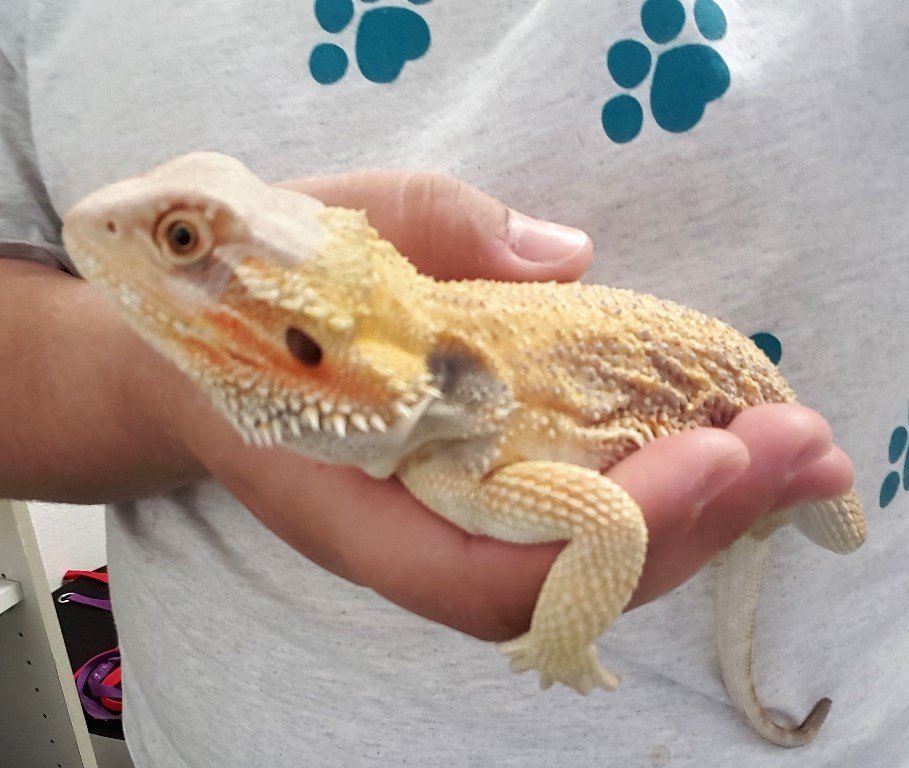 Happy Pets | Las Vegas Strip, NV | The Animal Inn