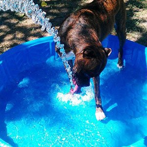 Happy Pets | Las Vegas Strip, NV | The Animal Inn