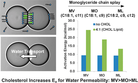 Our Recent Work Establishes Effect of Cholesterol on Membrane Water ...