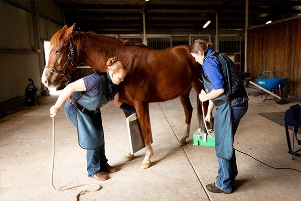 Large Animal Veterinary Services | Warwick Town & Country Vets