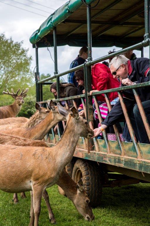 Deer Safari | Norfolk | Snettisham Park Farm