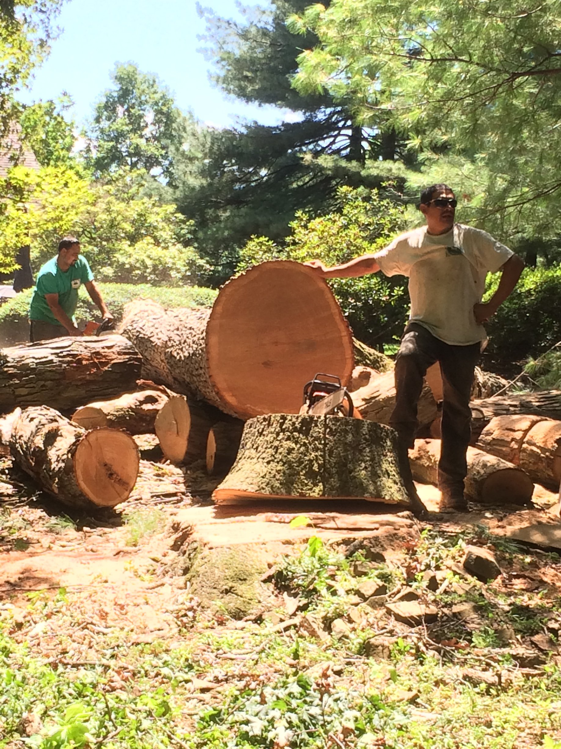 RJS Tree Service | Landscaping | Stump Grinding | Firewood Delivery