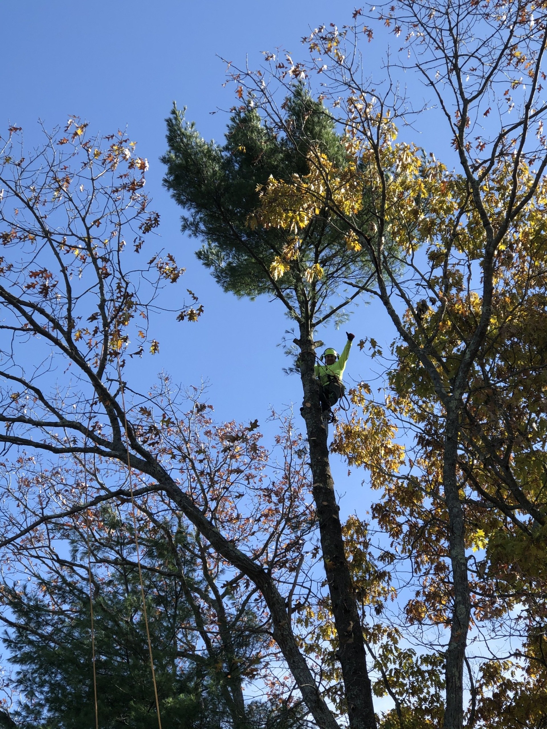 Tree Removal & Trimming in Rhode Island | M&M Tree Service