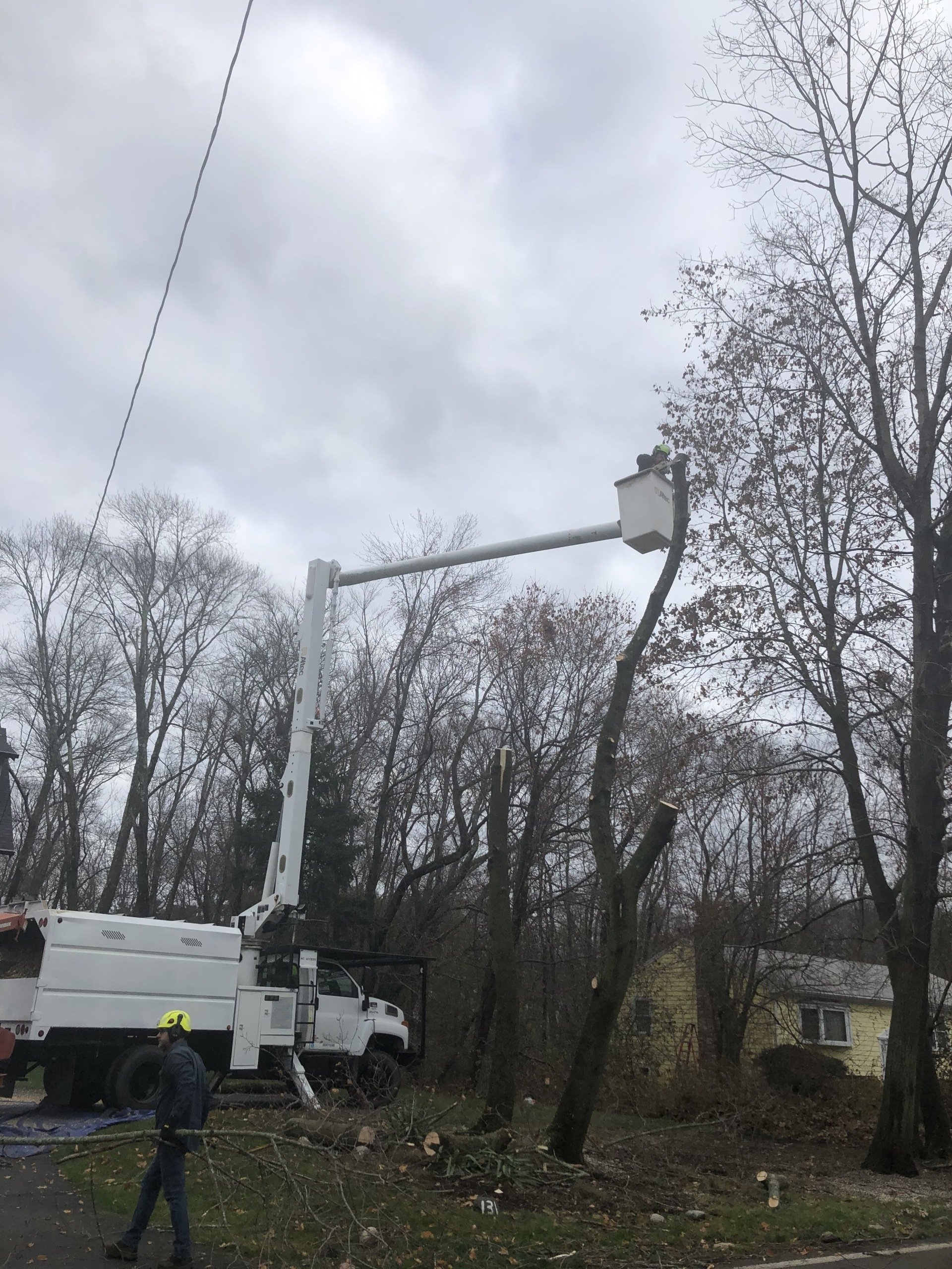 Tree Removal & Trimming in Rhode Island | M&M Tree Service