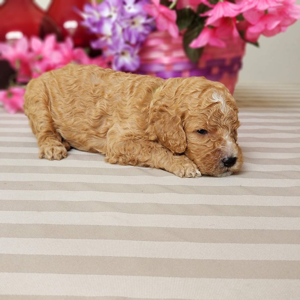 Donna's Deluxe Doodles