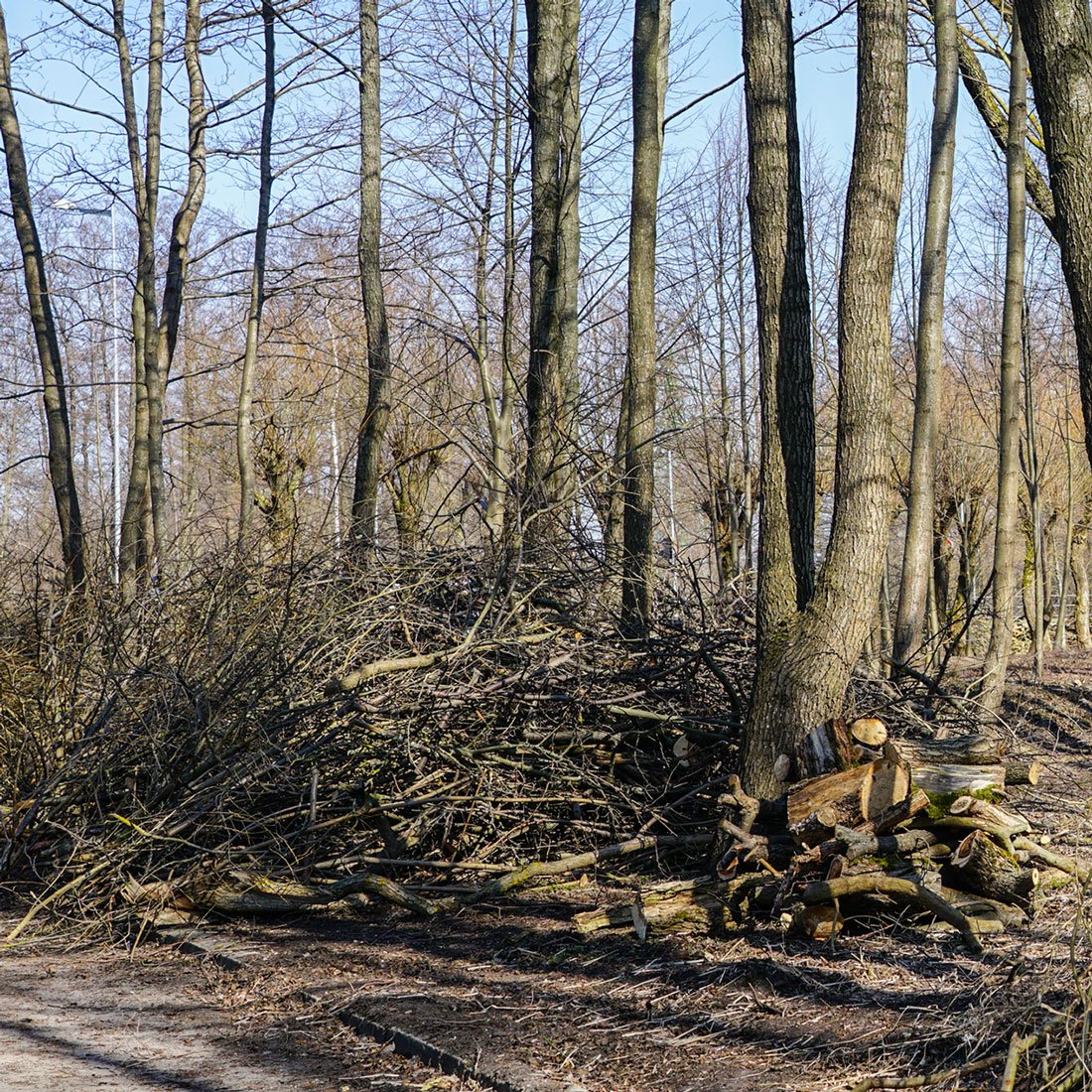 Tree Removal in Norwood, MA | Royer Tree Service Inc
