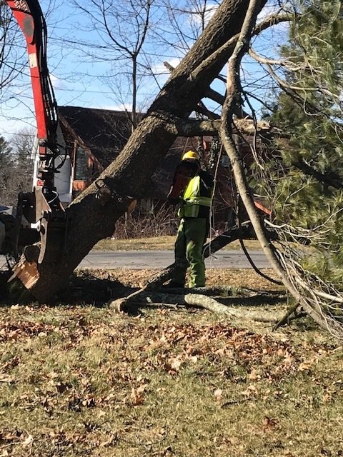Tree Trimming Services l Dedham, MA l Royer Tree Service Inc