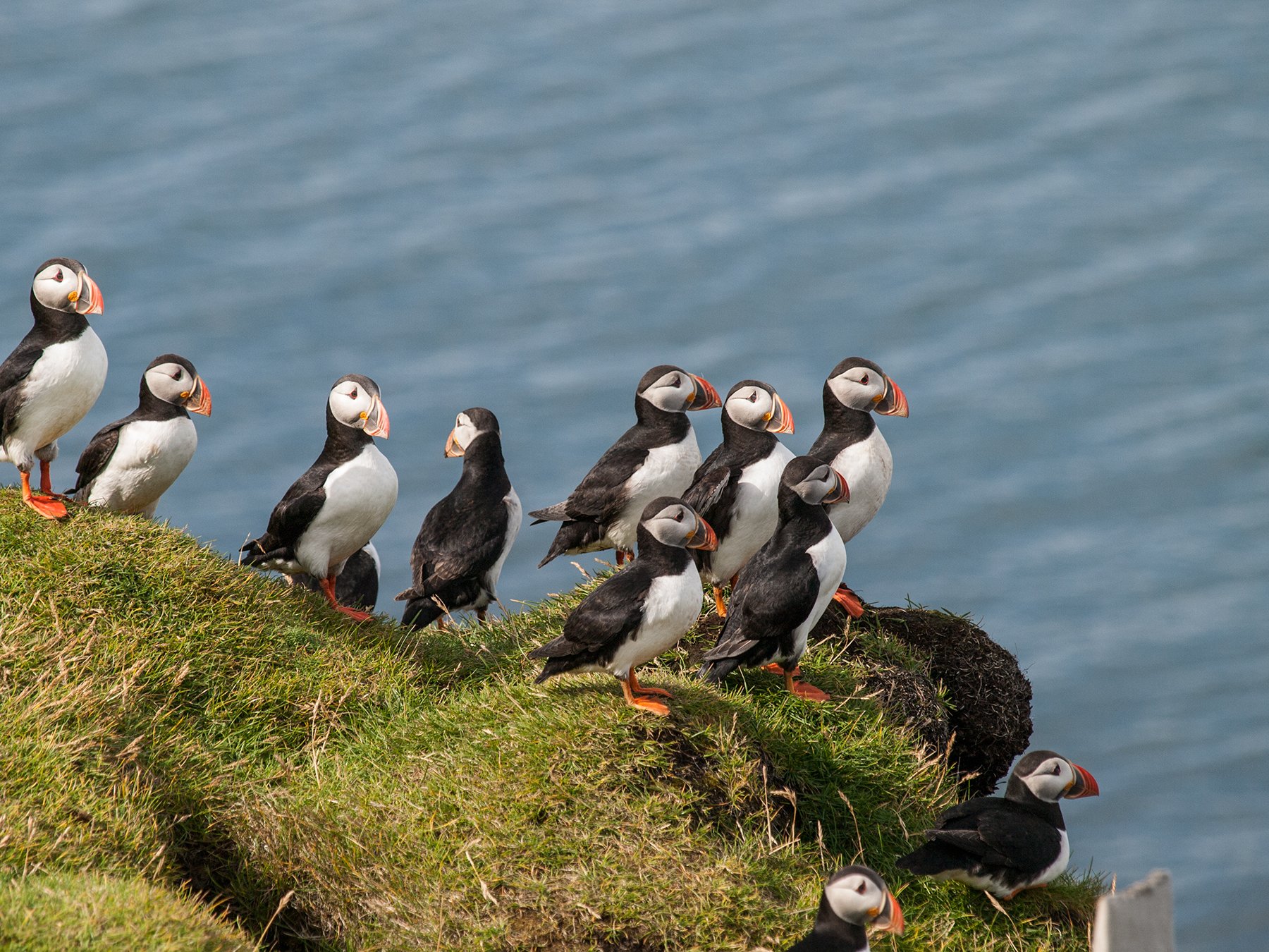 Puffin and Volcano Tour - See the Biggest Puffin colony in the World